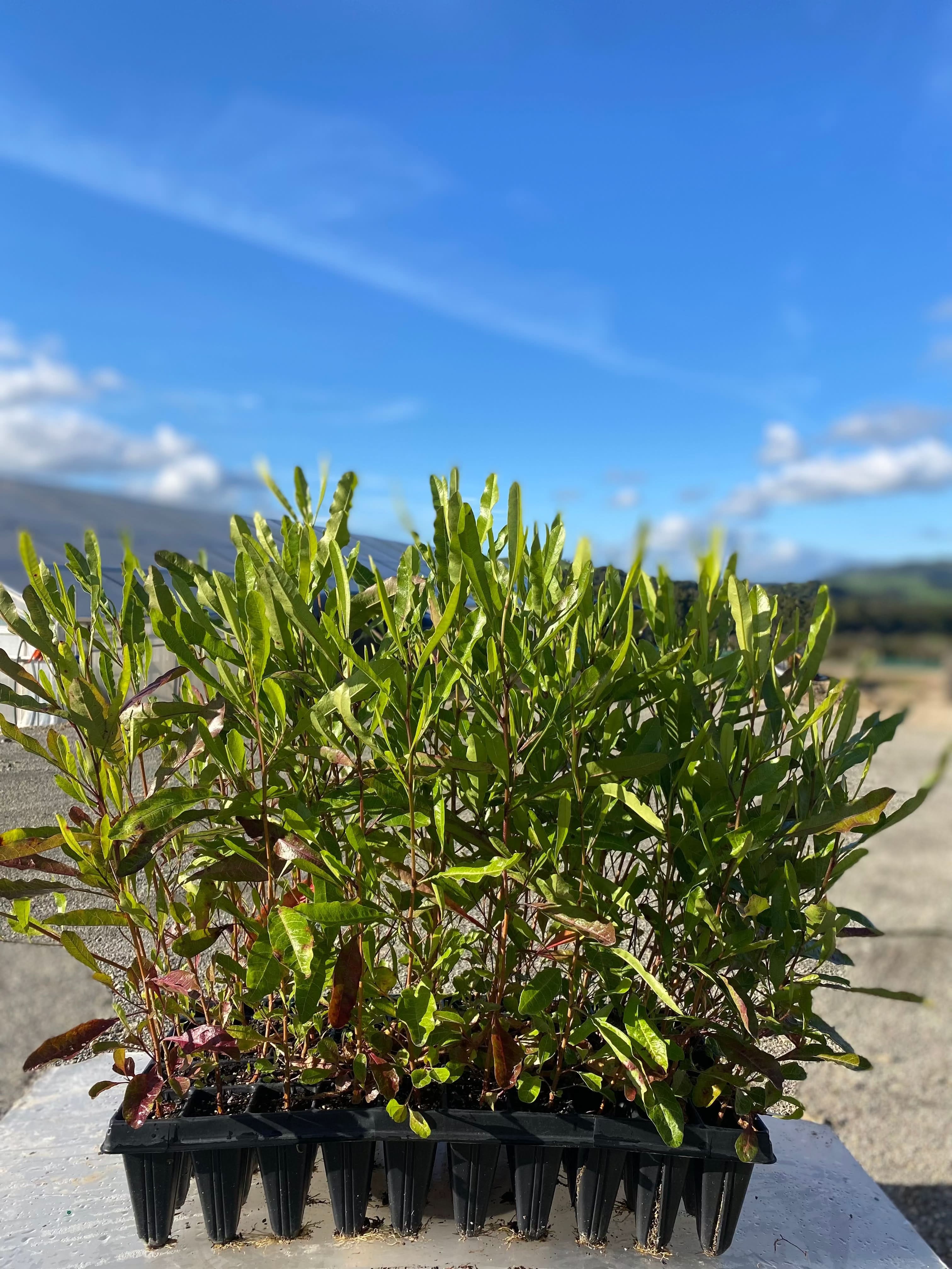 Ake Ake – Te Orewai Native Nursery